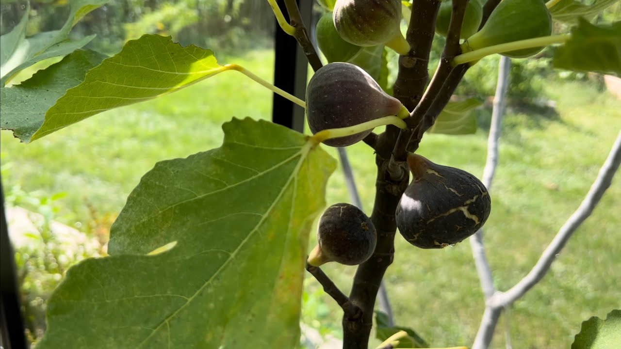 Fig Greenhouse September 2024 - Zone 5B/6A - YouTube