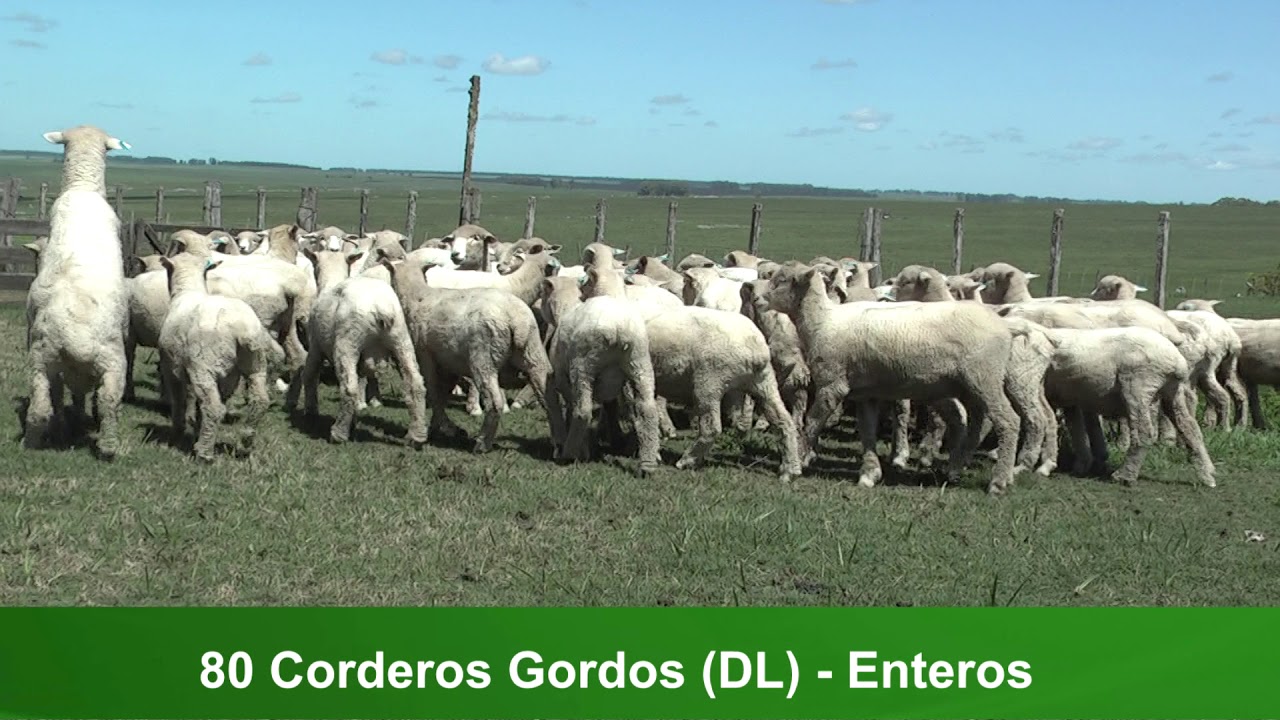 80 CORDEROS GORDOS DL ENTEROS - YouTube