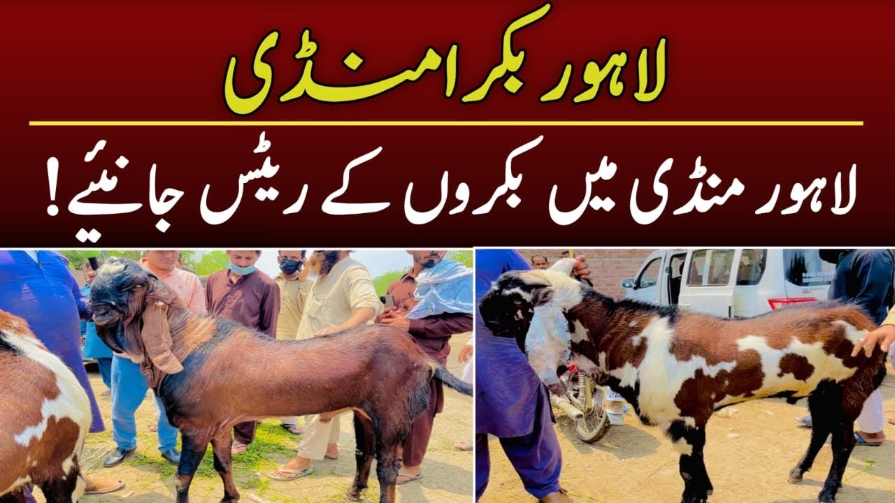 Lahore Mandi Ka Visit | Bakron K Rates | Nawab Shahi Bakray | Jori 8 ...