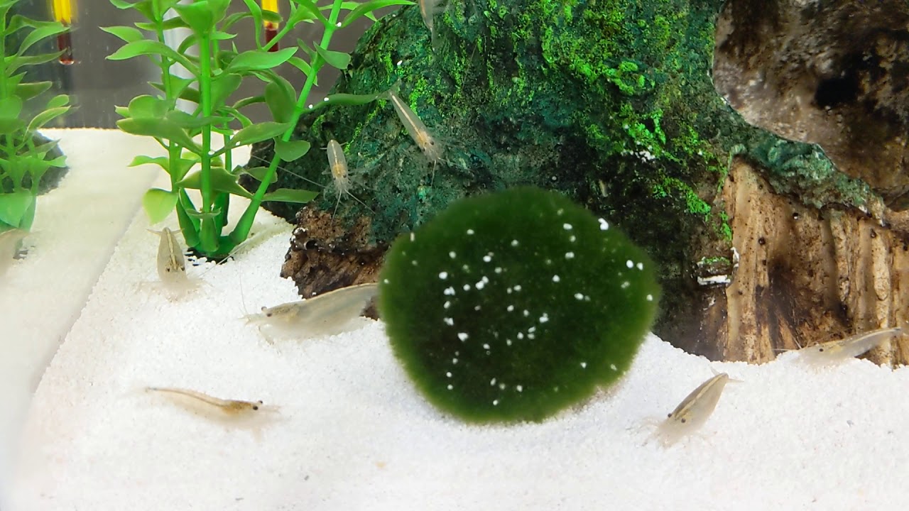 Shrimp Squad part 2 - YouTube