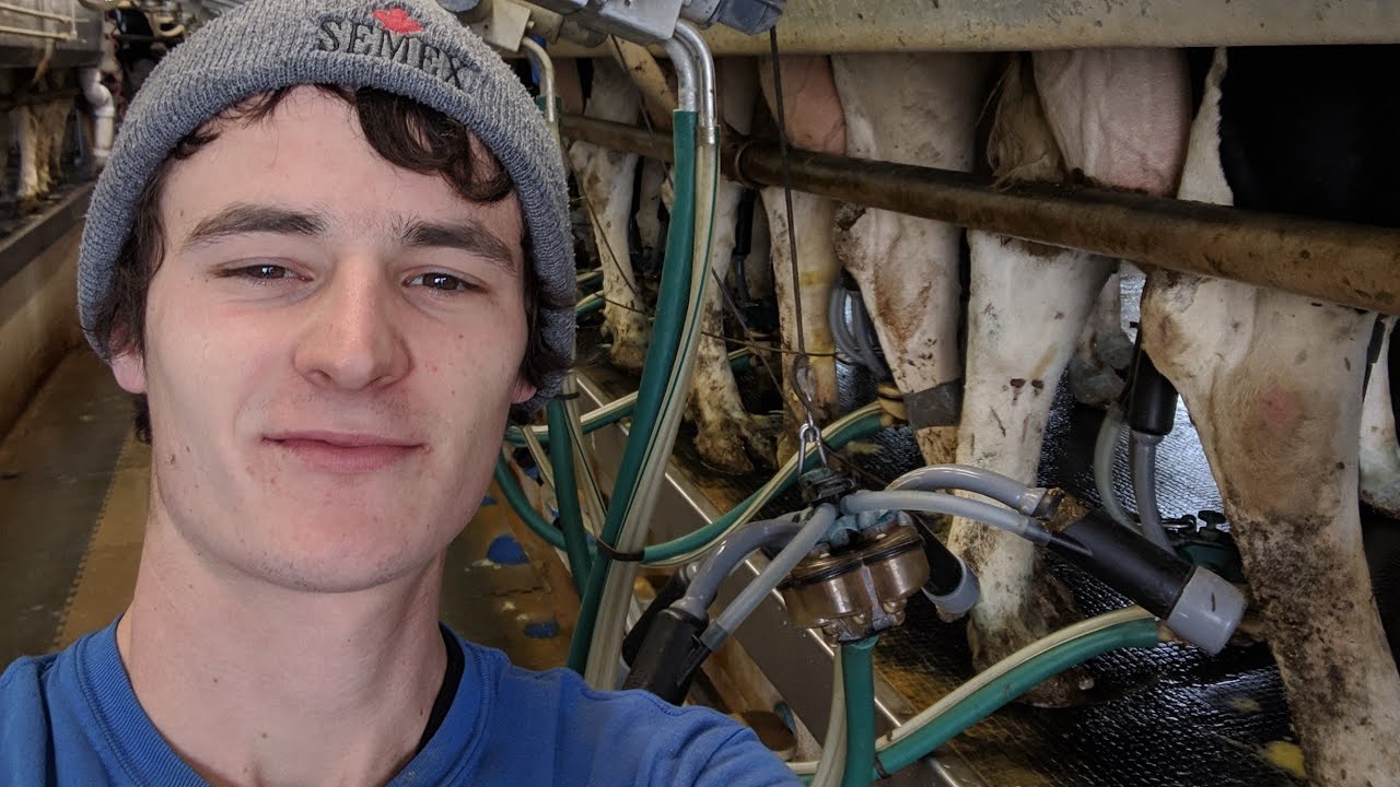Milking Cows on my Family Dairy Farm - YouTube