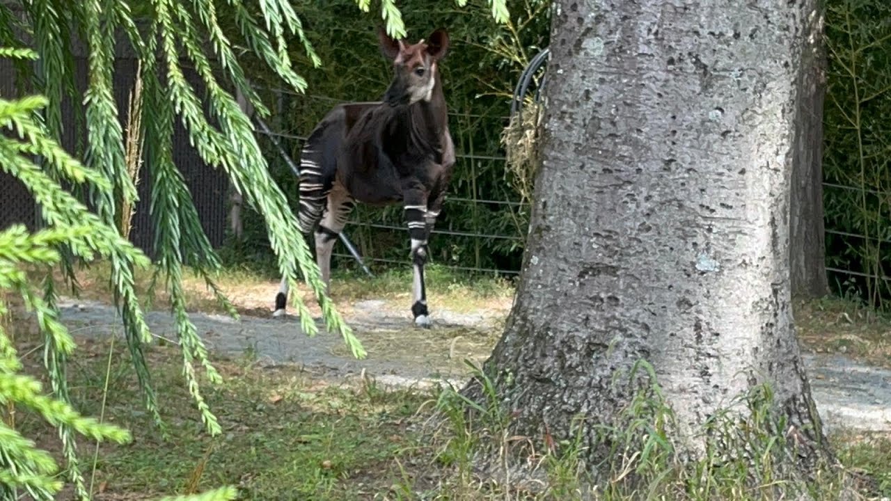 Okapi. A Rare Animal Found in Northeast Democratic of Congo - YouTube
