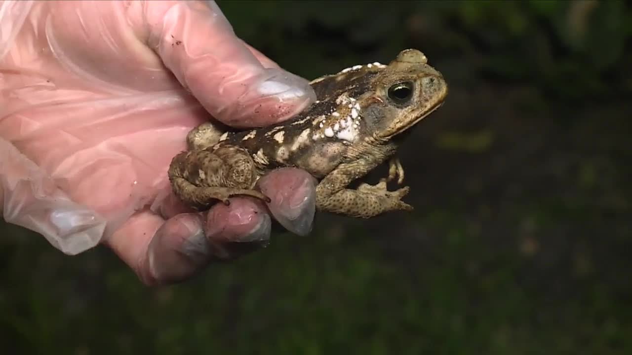 Florida's explosive growth could be helping toxic toads thrive - YouTube