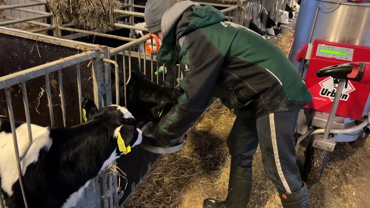 Modern Cow Raising Process Saves Millions of Dollars, Modern Cow ...