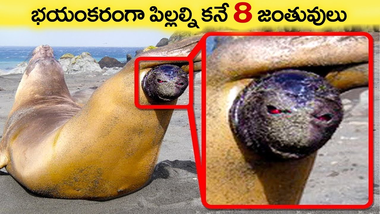 🔵 భయంకరంగా పిల్లల్ని కనే జంతువులు | Craziest Ways Sea Creatures Give ...