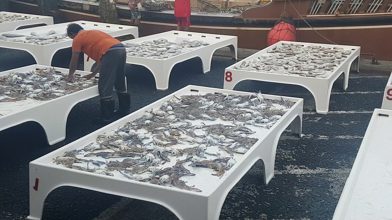 Ajman UAE Fish Market - YouTube