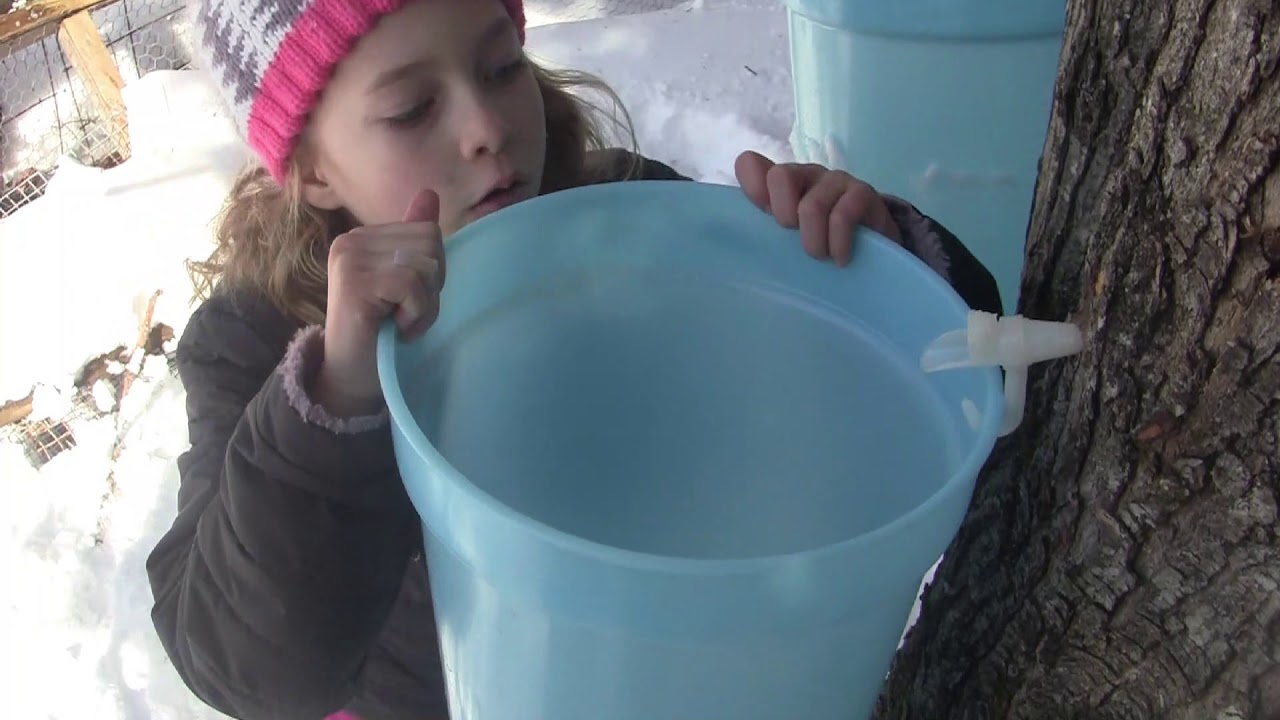 Tapping Maple Trees on the HOMESTEAD - YouTube