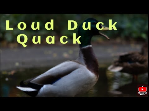 Loud Duck Quack Duck Sounds #ducksound - YouTube