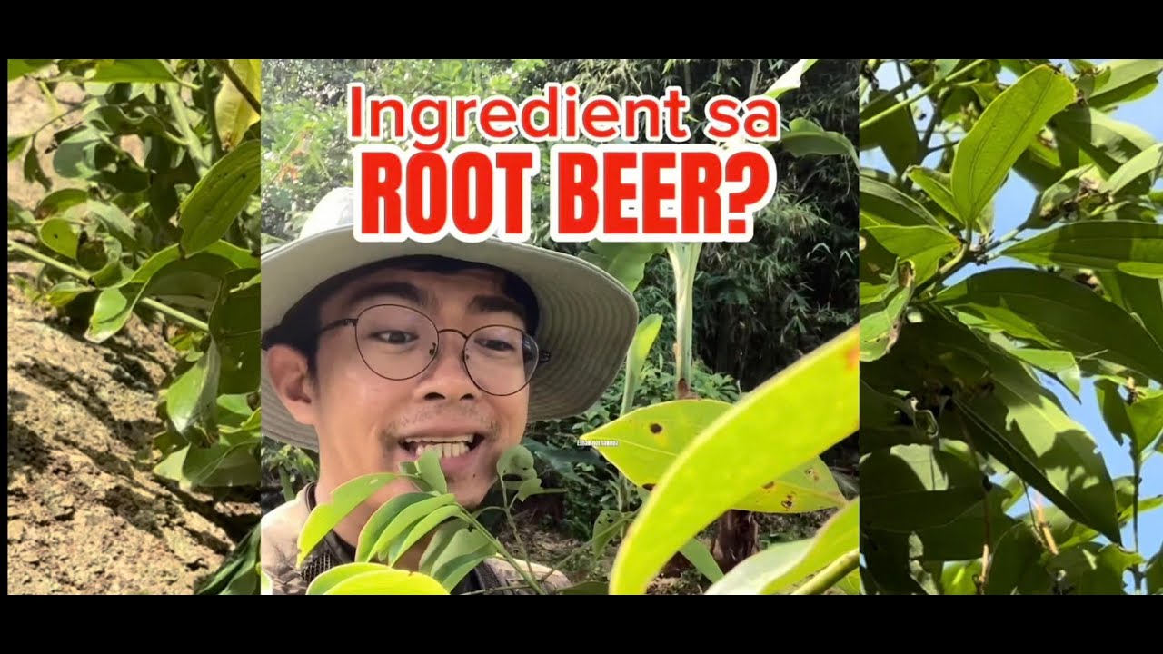 Kalingag, one of the Philippine Cinnamon species - YouTube