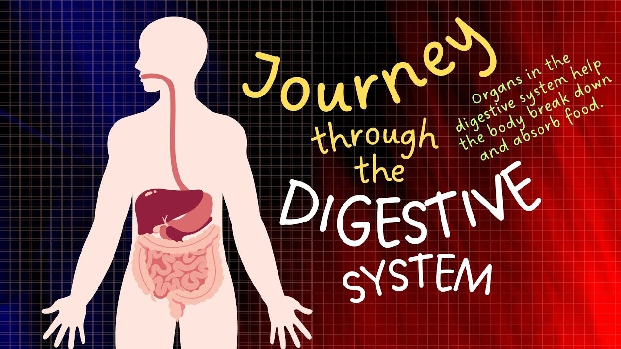 journey through the digestive system | how do work digestive system in ...