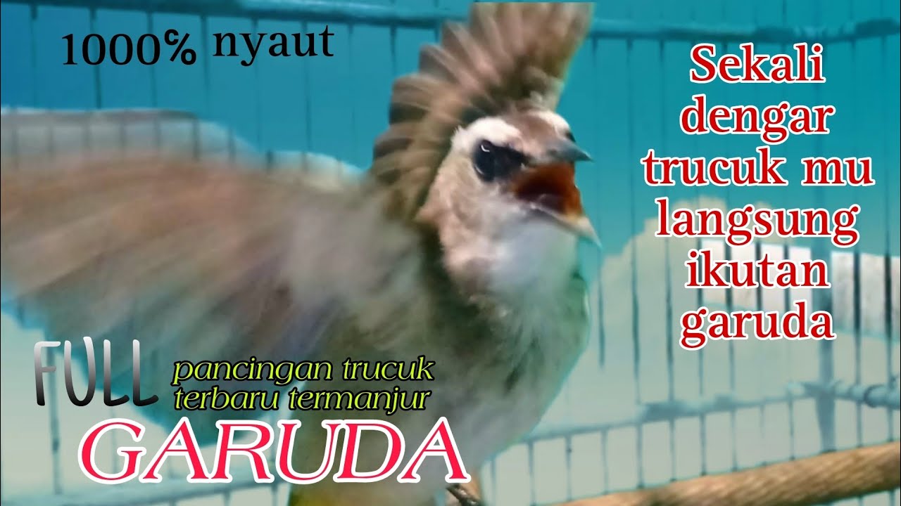 pancingan trucukan gacor full Garuda di jamin semua trucuk ikutan ...