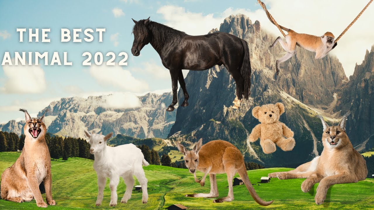 The Best Animal 2022 : Cow, Cat, Duck, Goat, Horse - Animal World #6 ...