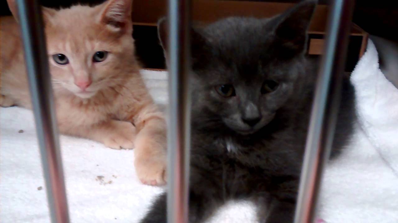 Lynx and Puma :) - YouTube