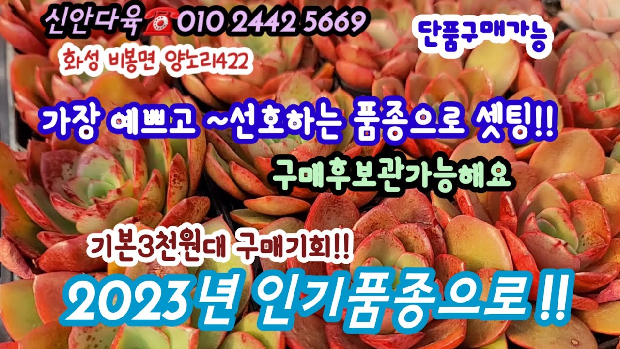 2023년에 신안다육에서 가장 인기 있는 품종으로 3천원대에 맞춤 가장예쁜 빛감 단단하면서 짱짱하게 다진 다육들 Youtube