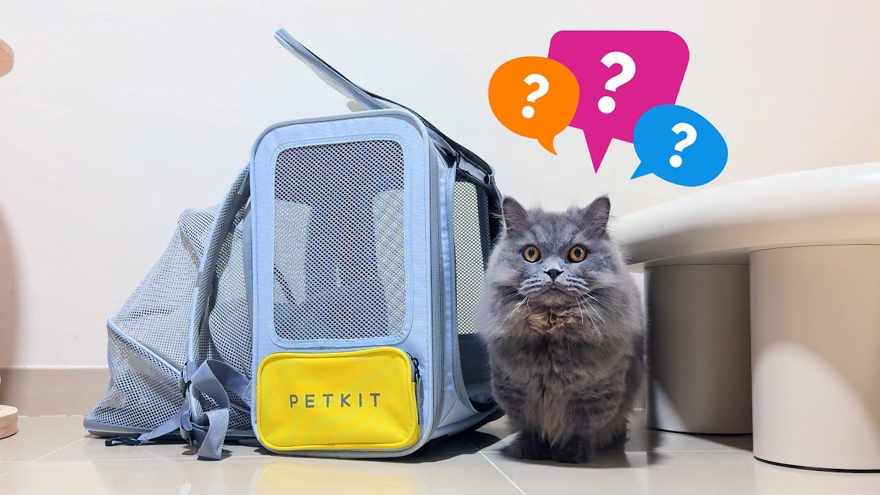 Zoro is confused by his backpack - YouTube