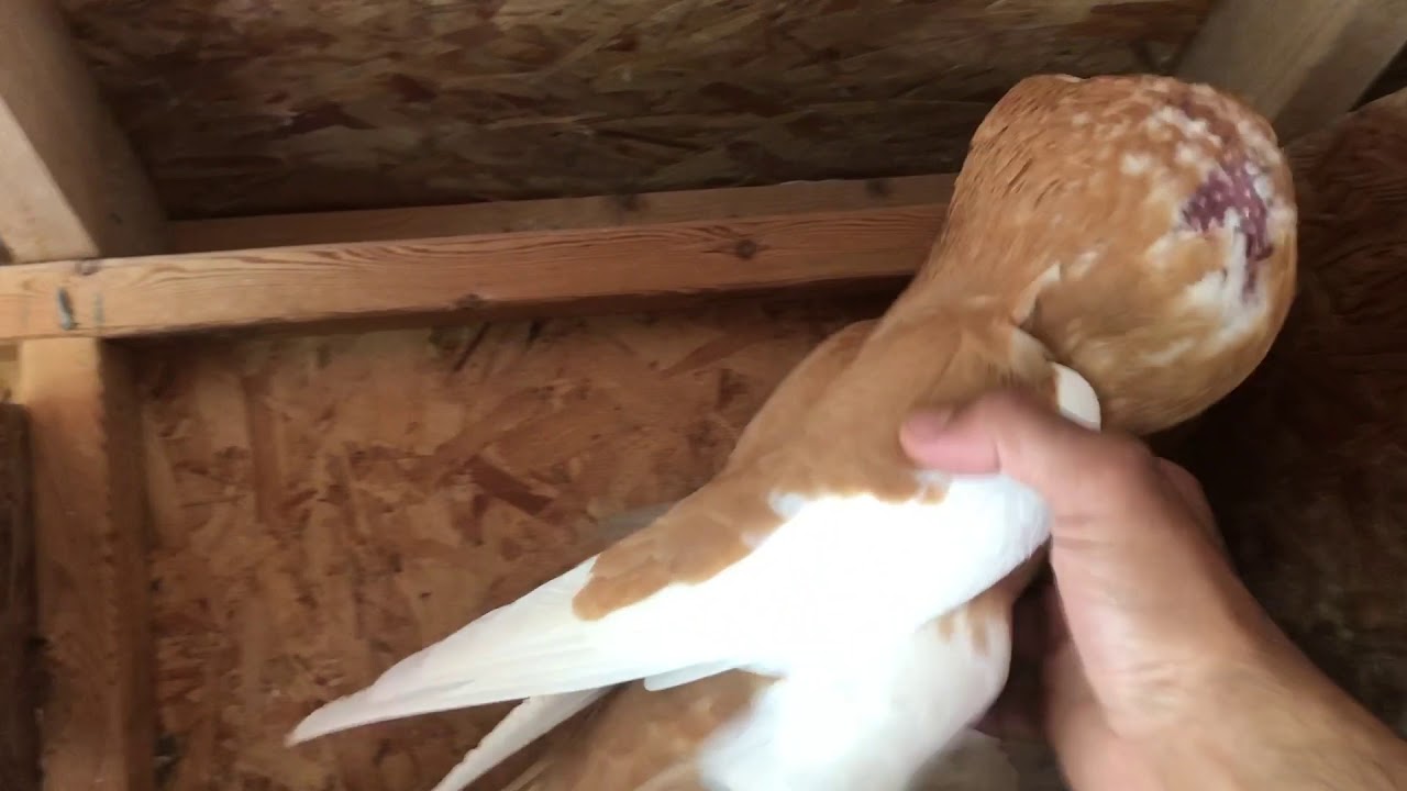 Pair of Yellow Reversewing Pouters - YouTube