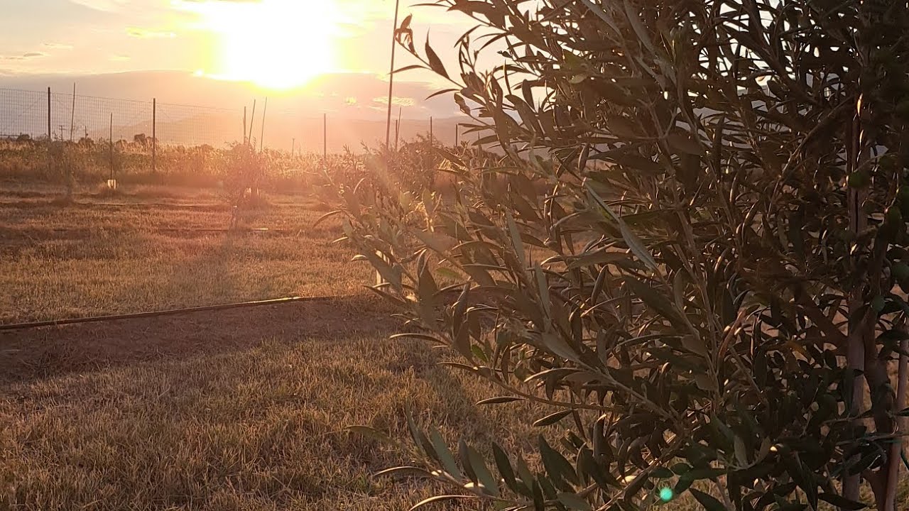 Καινοτομια στη θρεψη ελιας : The Olive-X Project - YouTube