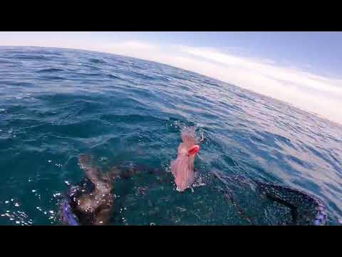 Pesca ao choco. Eging em Albufeira, Desvantagem de um chalavar pouco fundo. - YouTube