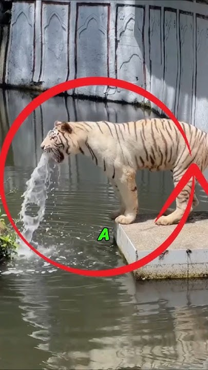 What is happening to this tiger? 😥😨😱 #animallover #animals # ...