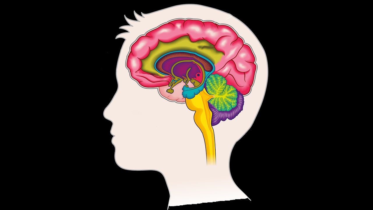 2022 04 14 Le Fonctionnement Du Cerveau Youtube