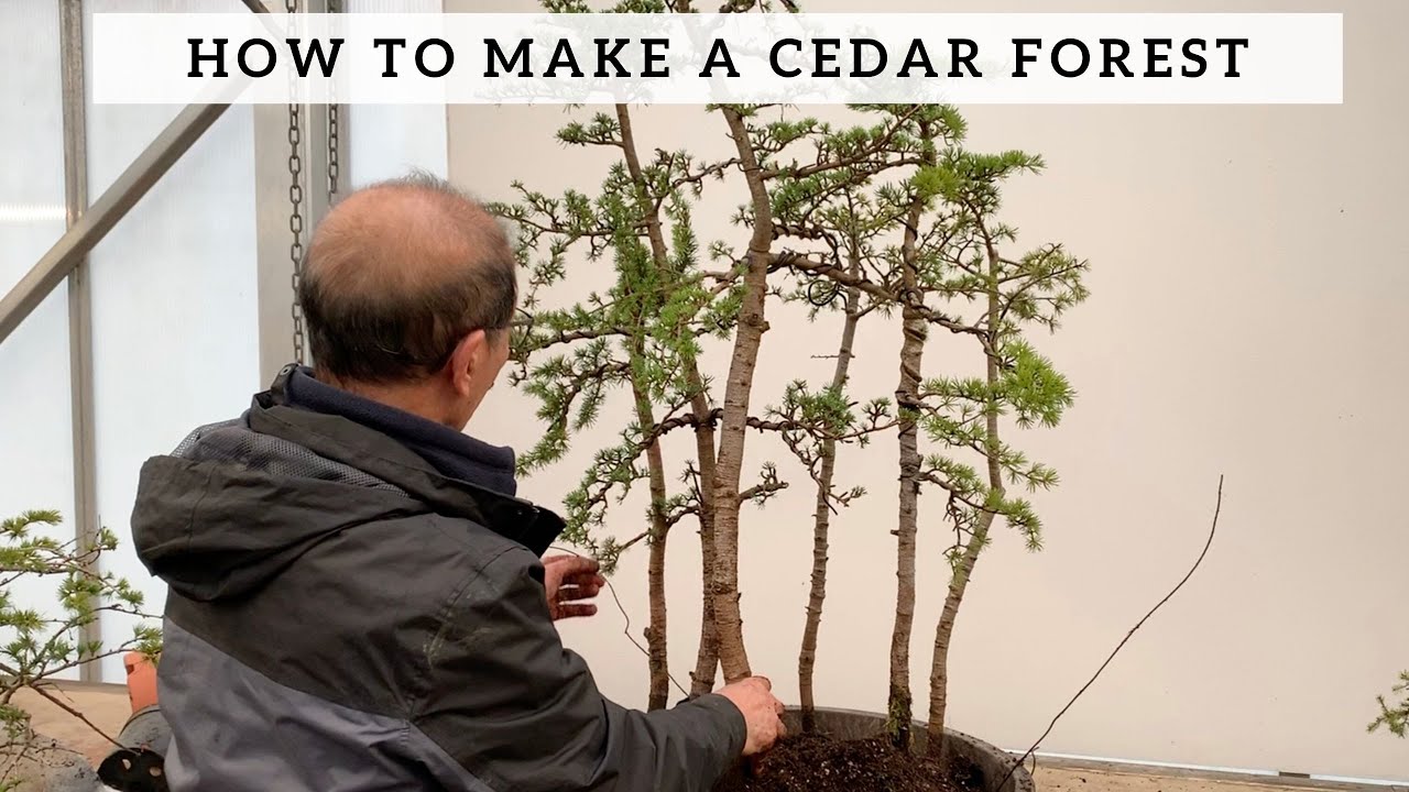 How to Make a Cedar Forest - YouTube