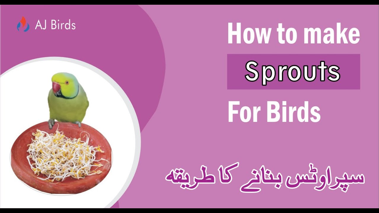 How to make sprouts for birds || Best food for birds breeding | AJ ...