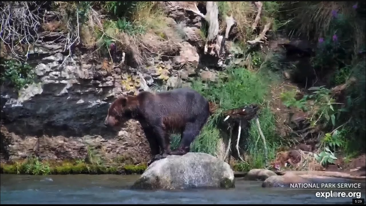 Cute 307 Delights and Learns from the Big Bears (explore.org RF cam) 8. ...