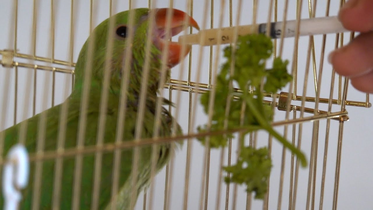 EXCITED TO SEE DAILY PRANA'S BABY INDIAN RINGNECK! - YouTube