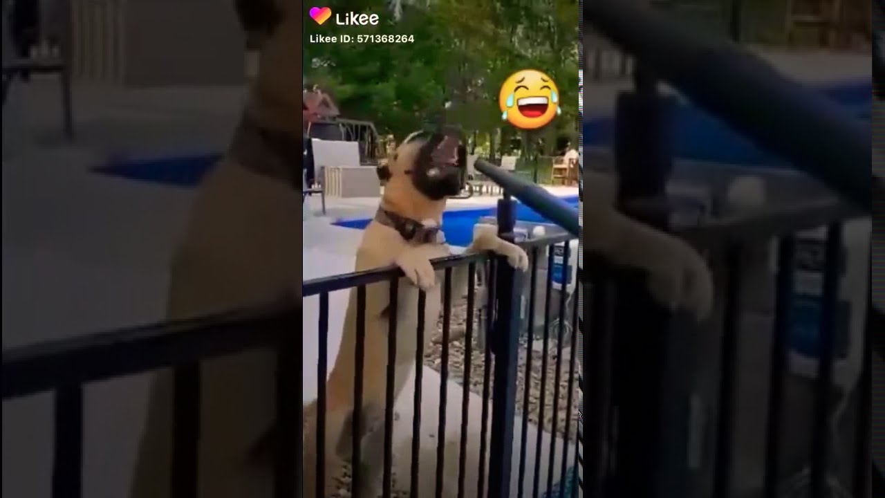 The Rapping Dog OFFICIAl - YouTube