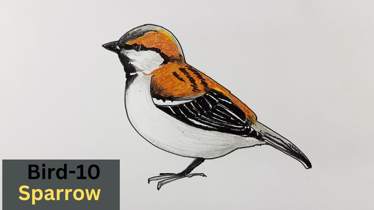 Sparrow/ How to draw Sparrow bird/ easy sparrow bird drawing/ how to ...