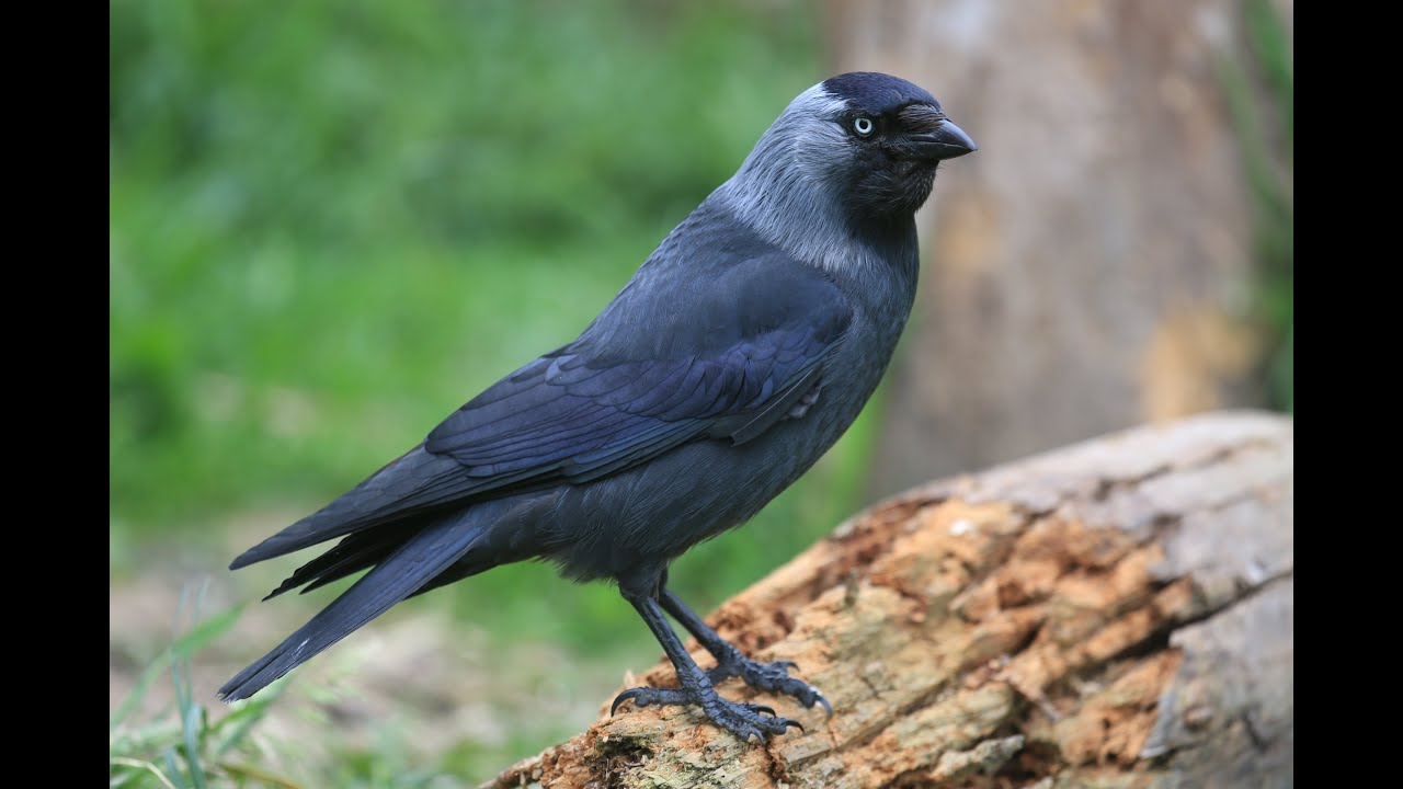Jackdaws Unveiled: The Fascinating World of These Clever Corvids - YouTube