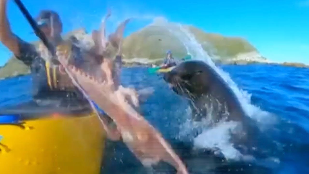 GoPro footage: Seal slaps canoer with octopus in New Zealand - YouTube