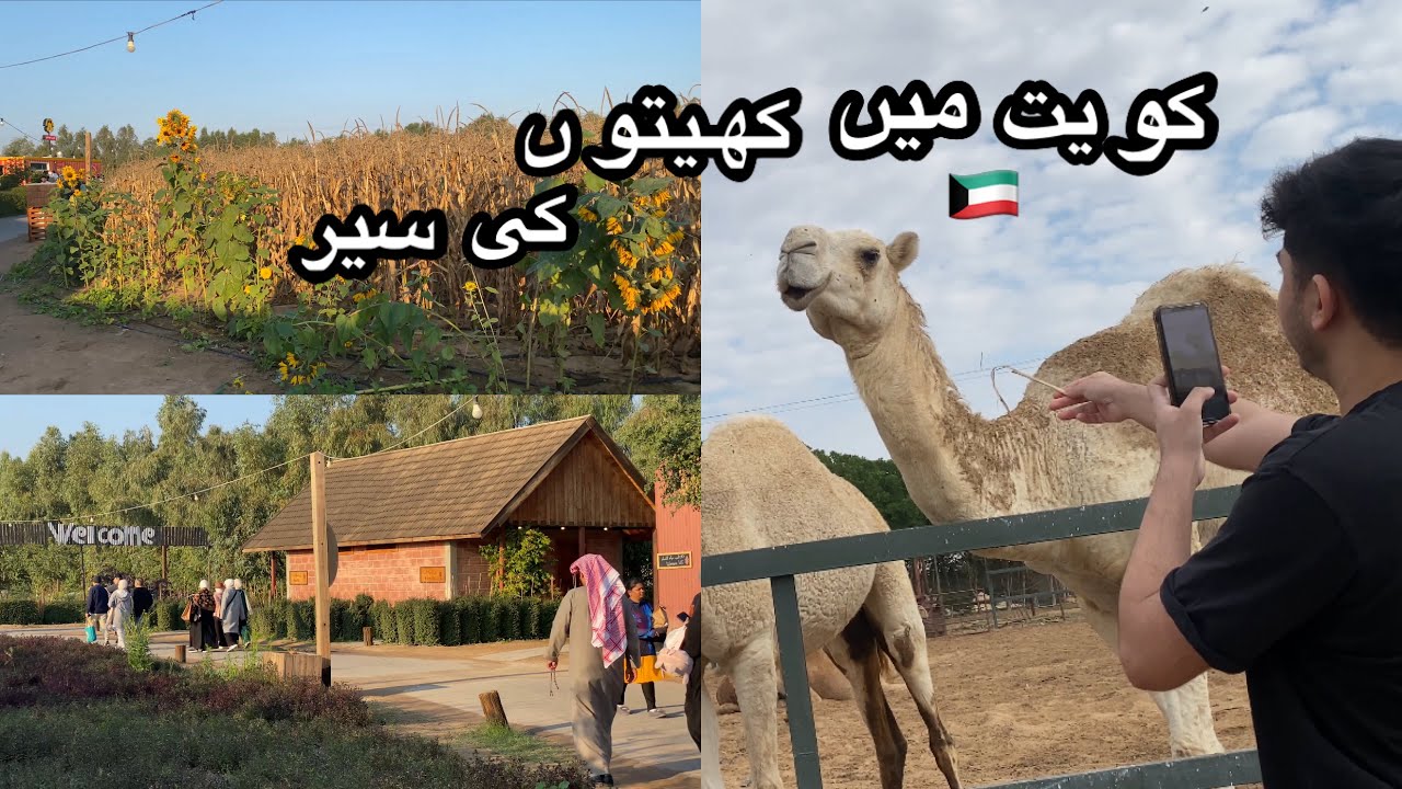 Abdali Farm In Kuwait 🇰🇼🌾👩‍🌾 | Samina Asif - YouTube