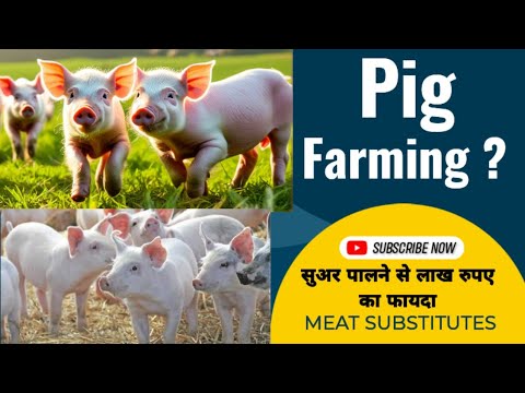 Pig Farming for Beginner Pig Videos - YouTube