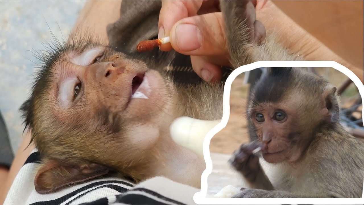Baby monkey Nahu was in great pain when Huong applied medicine to his ...