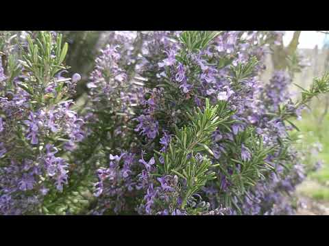 Rosemarinus officinalis,rosemary and butterfly,rozmarina dhe flutura(5)