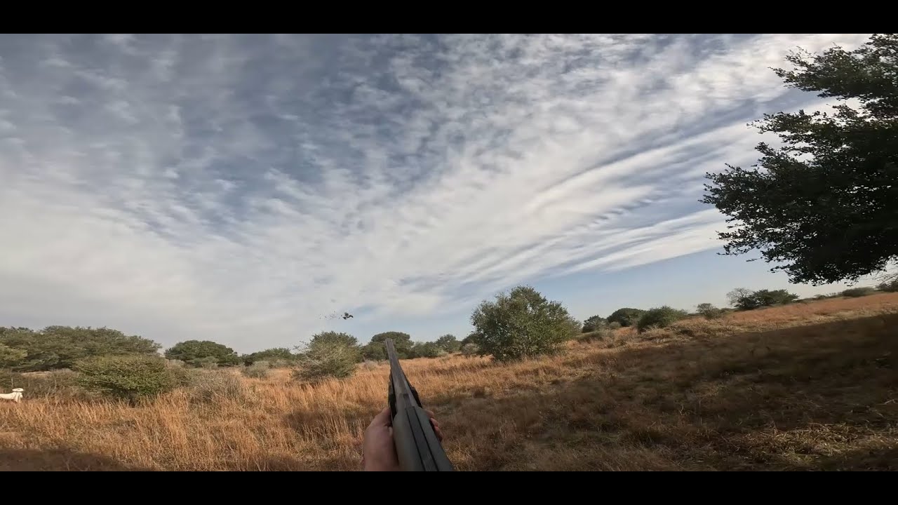 Pheasant hunt at Top Flight Hunting Preserve - YouTube