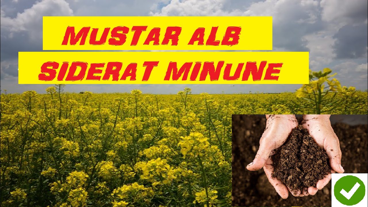 Muștarul alb sau PLANTA MINUNE- dezinfectează solul și ține daunătorii ...
