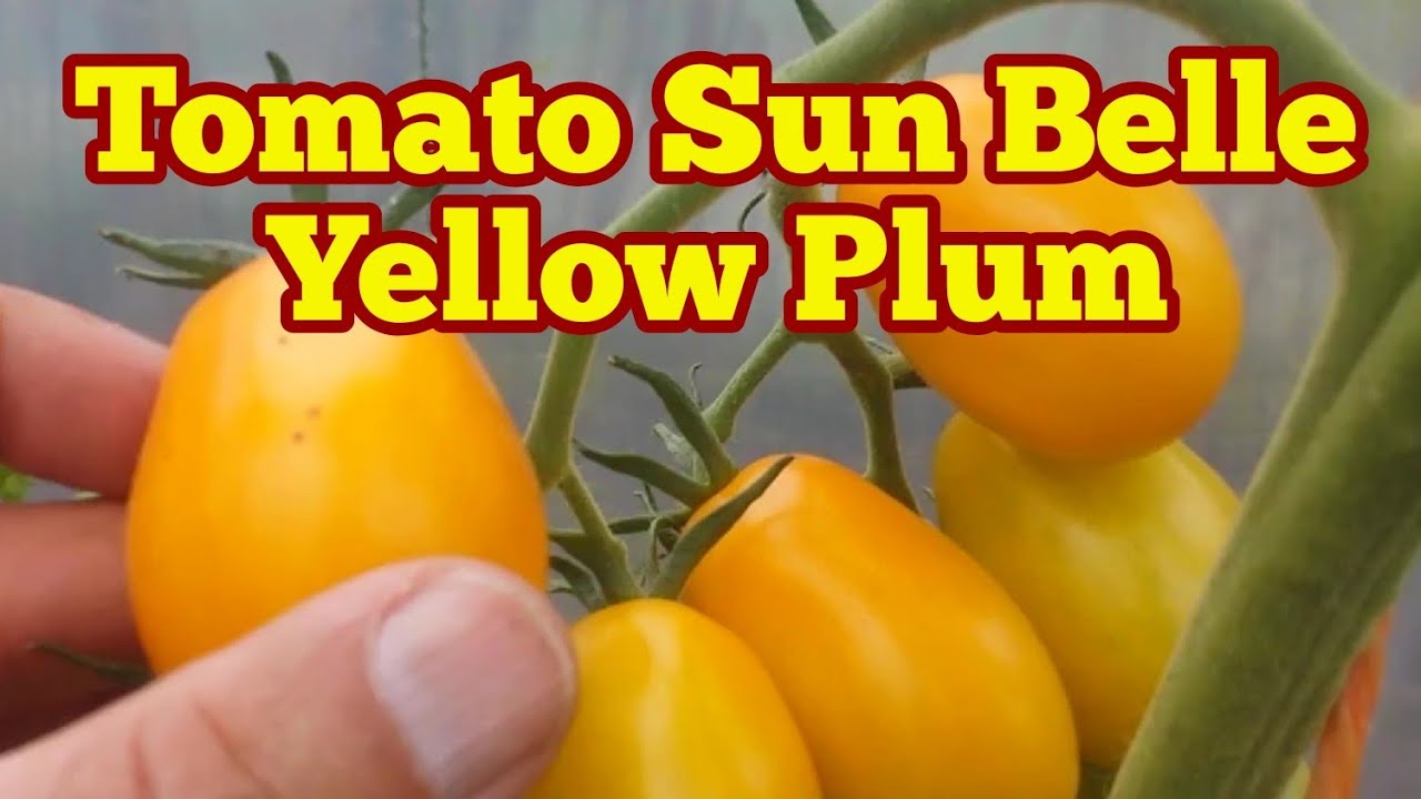Yellow: Tomato variety Sun Belle Yellow Plum/ Description - YouTube
