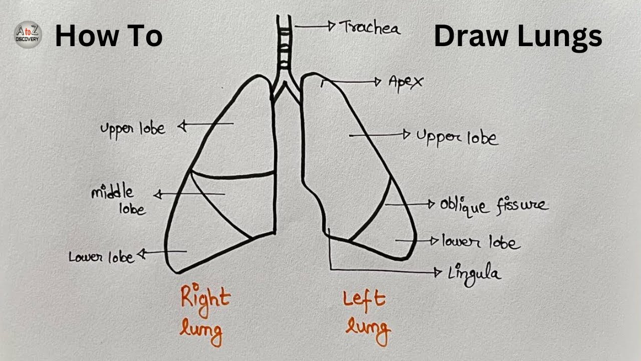 How To Draw Lungs | Anatomy Diagram | Simplest Way Of Drawing Diagram ...