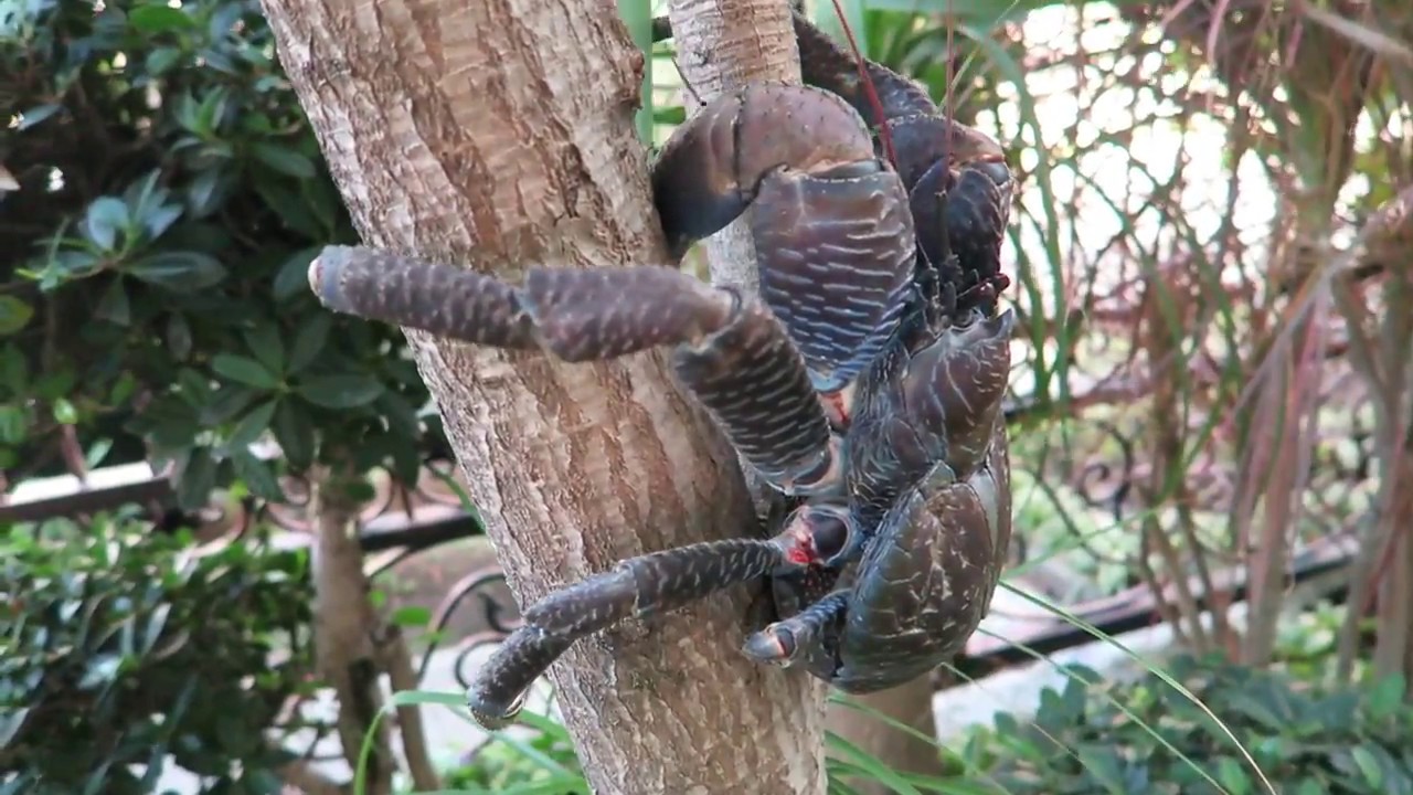COCONUT CRAB | Climbing Competition? Who's Faster - YouTube