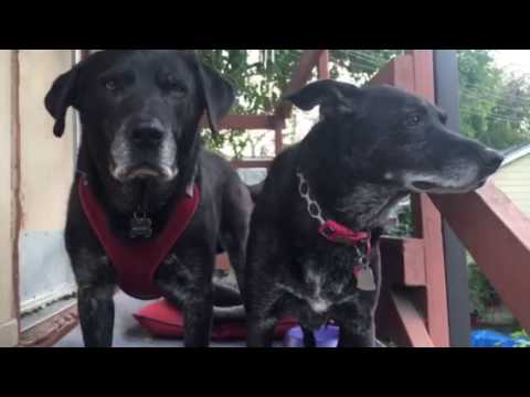 American Gothic Dogs - YouTube
