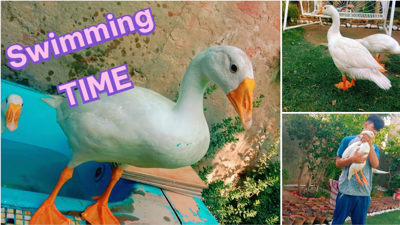 Summer Ducks Swimming Time |ducks quacking |Ducks for kids - YouTube