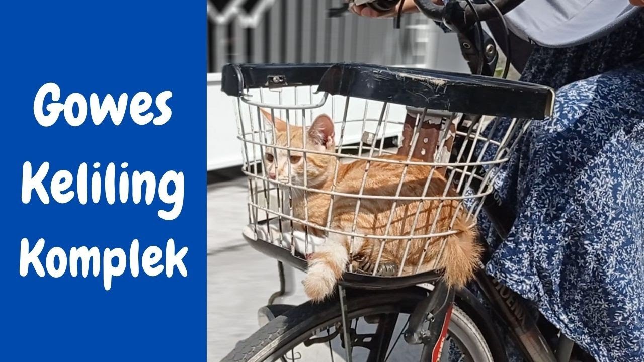 Kucing Naik Sepeda Keliling Komplek - Funny Cats Riding a Bike - YouTube