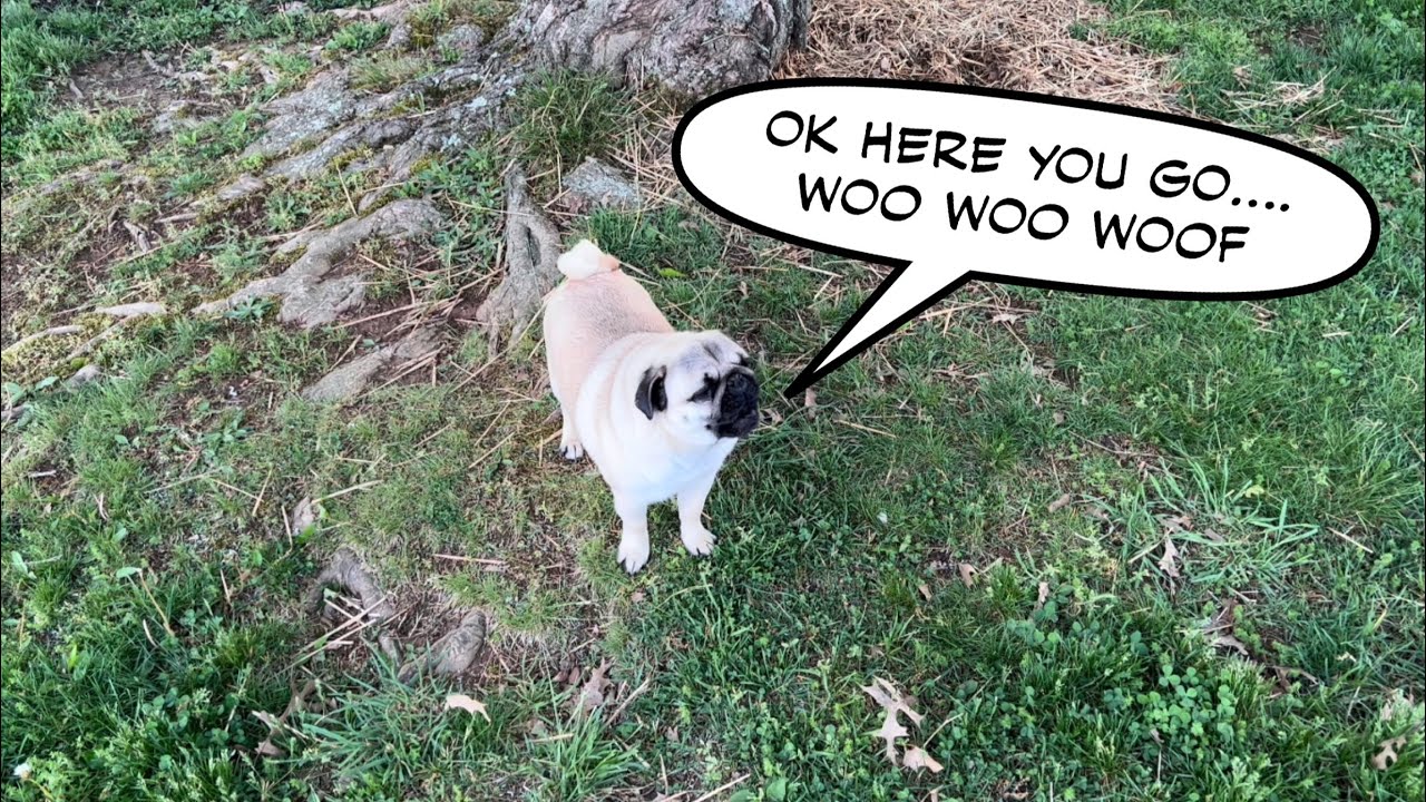 Did Pug Henry loose his woo woo woof? - YouTube