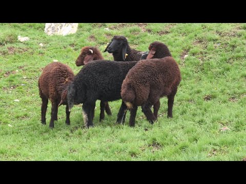 KUZULARIN KEYFİ YERİNDE OYUN OYNUYORLAR.
