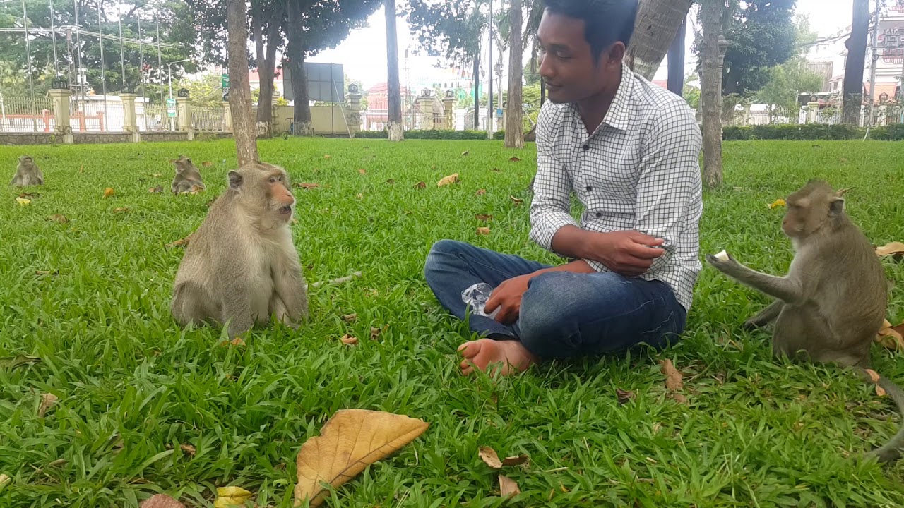 The monkey sat asking for money - YouTube