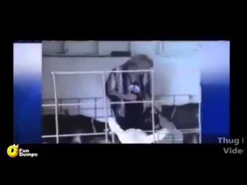 These animals lived a normal live. Until the thug life chose them... Like Video Battle