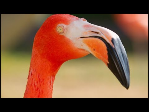Goat simulator Flamingo rampage - YouTube