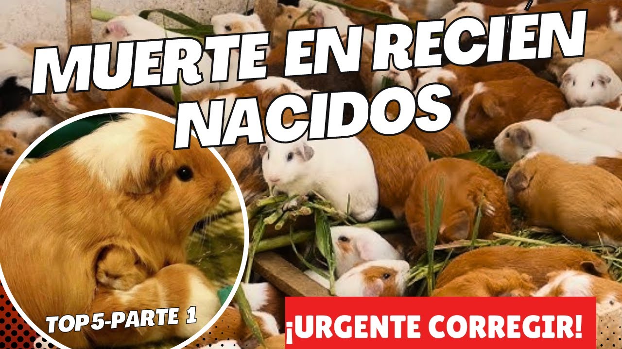 MUERTES en CUYES recién NACIDOS - Causas y Prevención - TOP 5 Primera ...